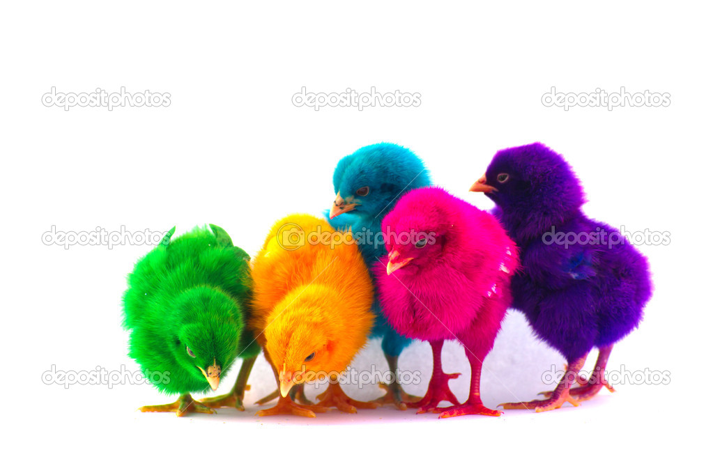 Colour Baby Chicken Images