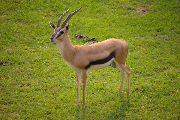 Springbok no polo Stock Photos, Royalty Free Springbok no polo Images ...