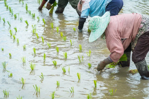 farmer transplant rice seedlings in rice field - Stock Image - Everypixel