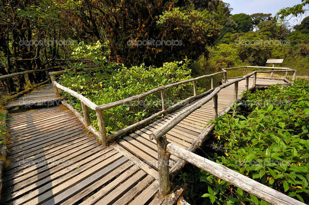 Forest way — Stock Photo © 501room #31322861