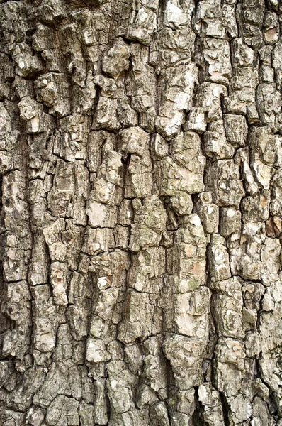 Tree bark texture tiles Stock Photos, Royalty Free Tree bark texture tiles Images | Depositphotos