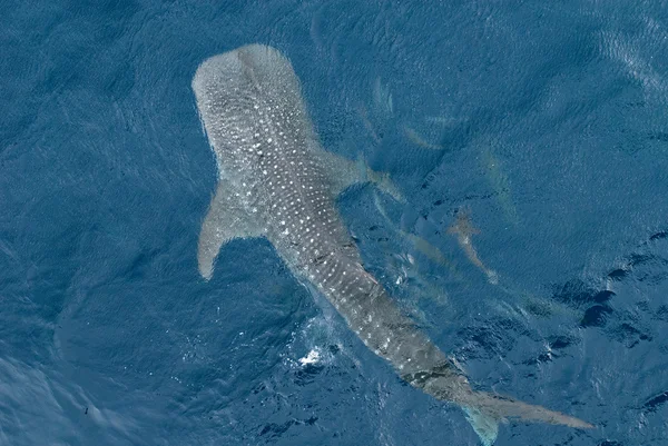 Shark top view | Large Whale shark from top view — Stock Photo © kampee ...