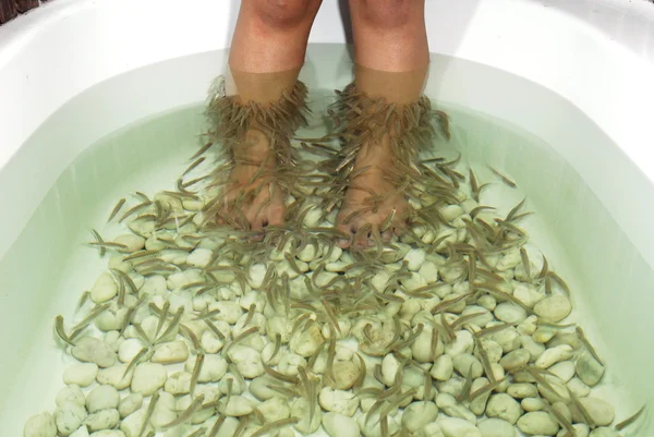 Fish spa feet pedicure skin care treatment with the fish rufa garra ...