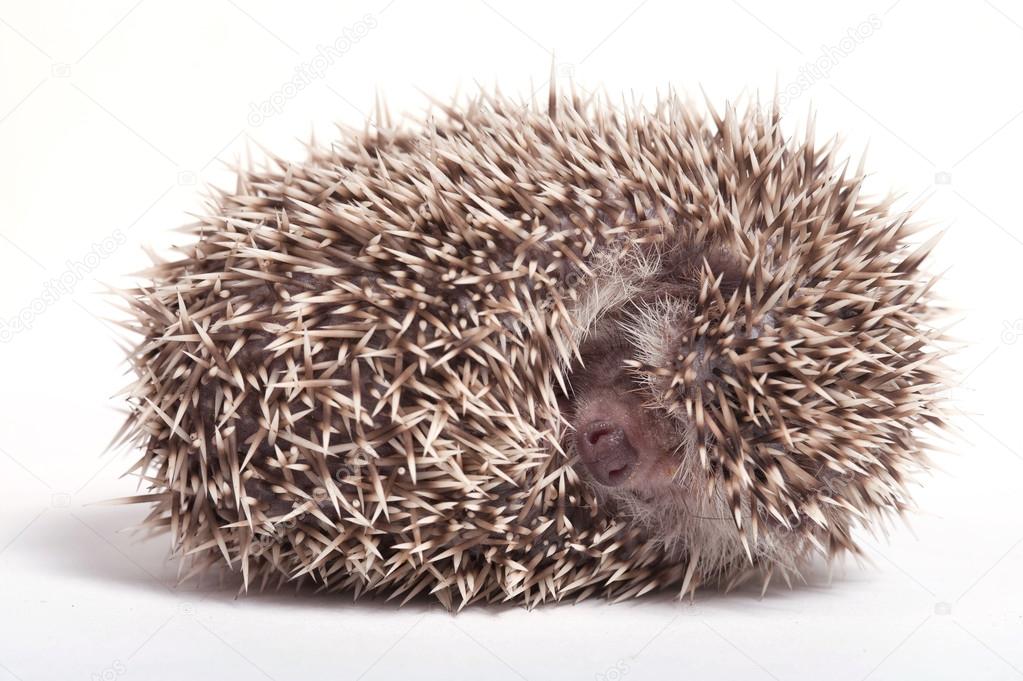 Hedgehog sleeping isolate on white background — Stock Photo © kampee_p ...