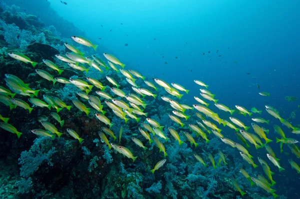 Schooler fish bunaken sulawesi indonesia pentapodus nagasakiensis ...