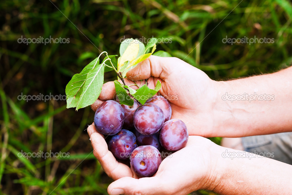 Harvest plums Stock Photo by ©Dualshock 12459404