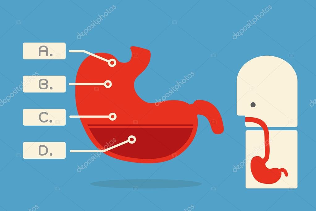 Stomach infographics vector Stock Illustration by ©beachboyx10 #31395615