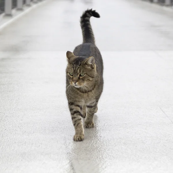 28,635 Cat walking Stock Photos | Free & Royalty-free Cat walking ...