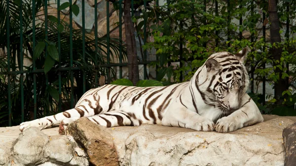 Zoo railing Stock Photos, Royalty Free Zoo railing Images | Depositphotos