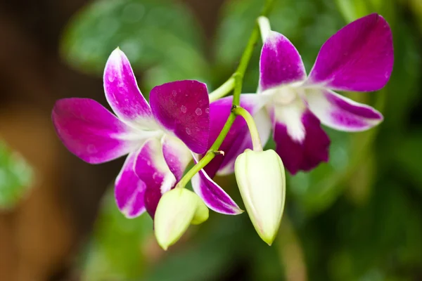 Dendrobium berry oda Stock Photos, Royalty Free Dendrobium berry oda ...
