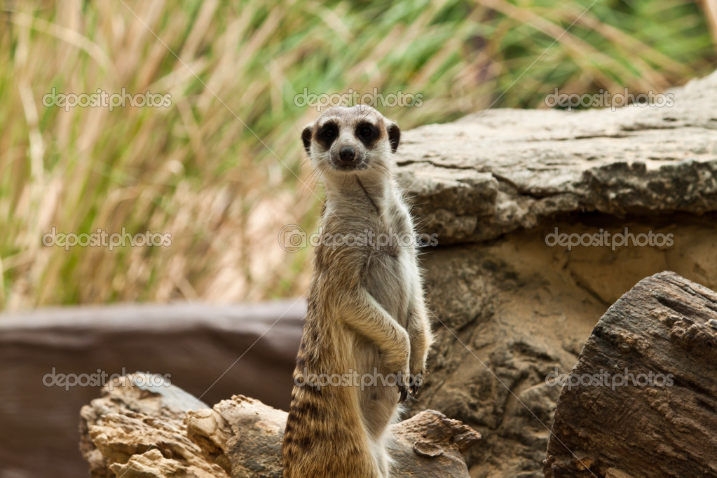 Meerkat Stock Photo by ©kateen2528 33062981