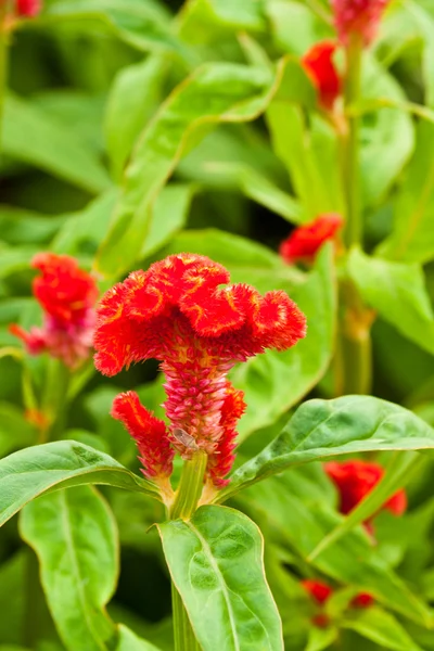 Celosia cristata plant Stock Photos, Royalty Free Celosia cristata ...