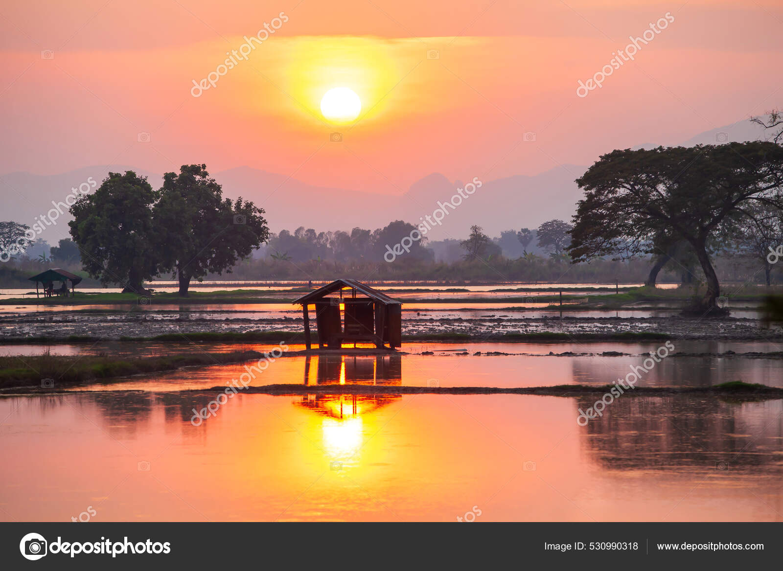 Traditional Rural Landscape Huts Rice Paddy Fields Harvest Sunset ...