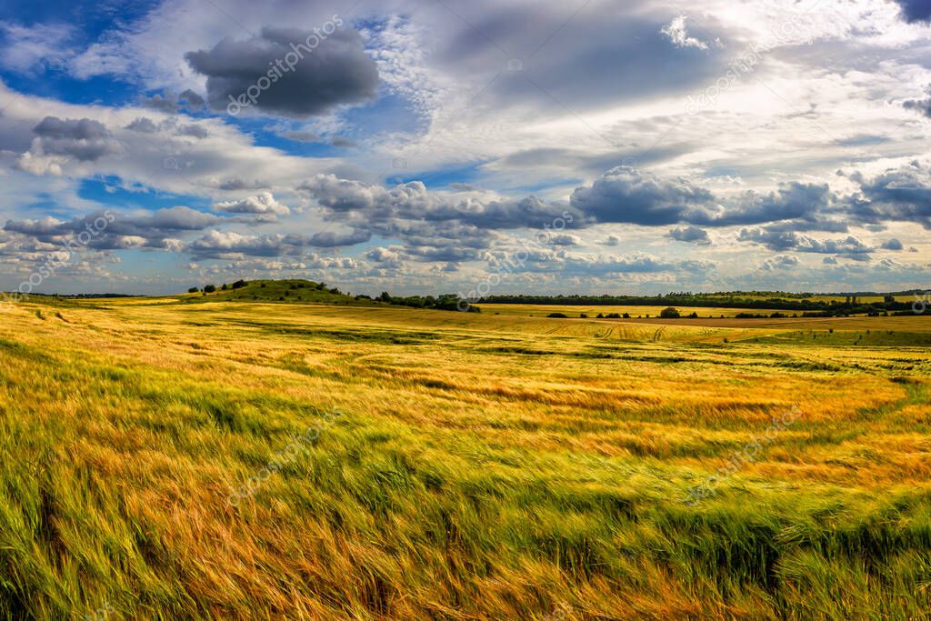Campo de trigo en un día soleado. Hermosos paisajes de Ucrania. 2024
