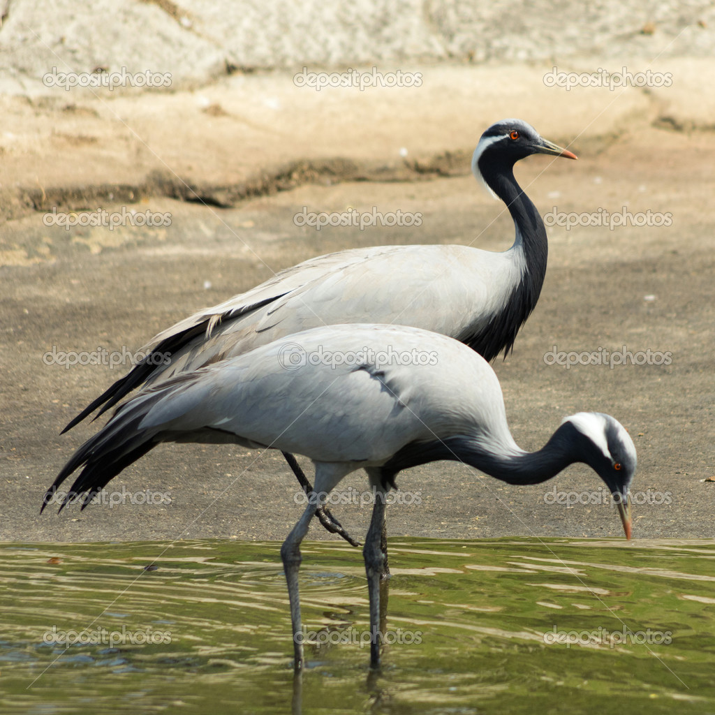Crane Stock Photo by ©nirutdps 31229721