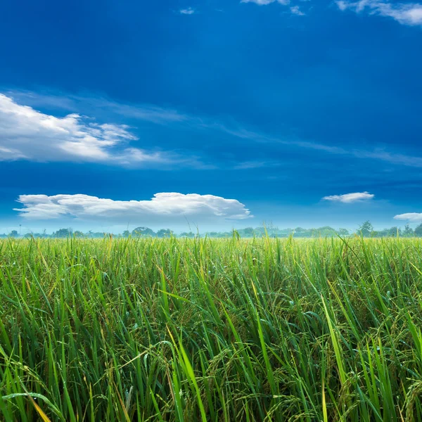 Rice field Stock Photos, Royalty Free Rice field Images | Depositphotos