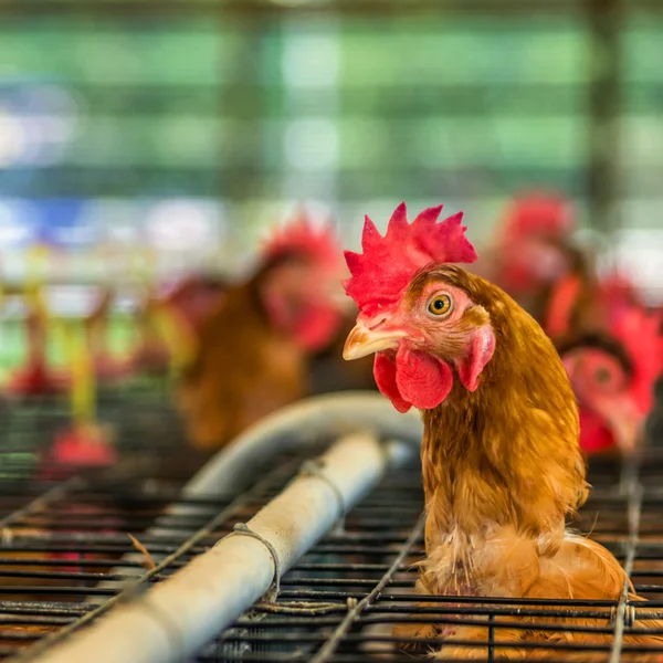 Chicken farm. Stock Photo by ©nirutdps 30193619