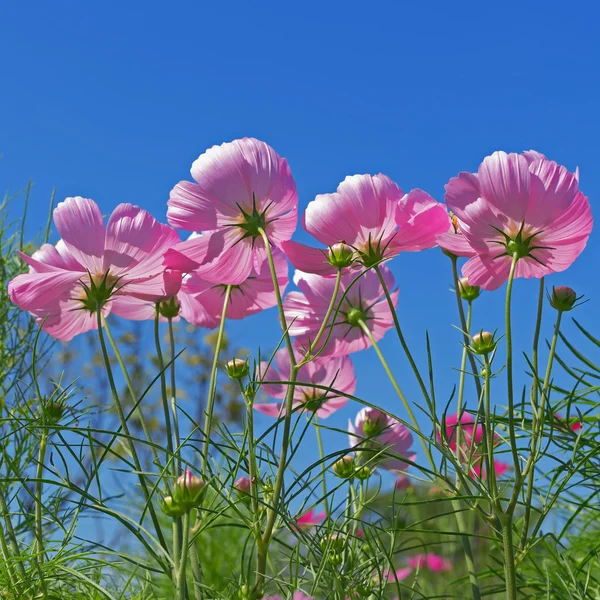 La flor del cosmos fotos de stock, imágenes de La flor del cosmos sin ...