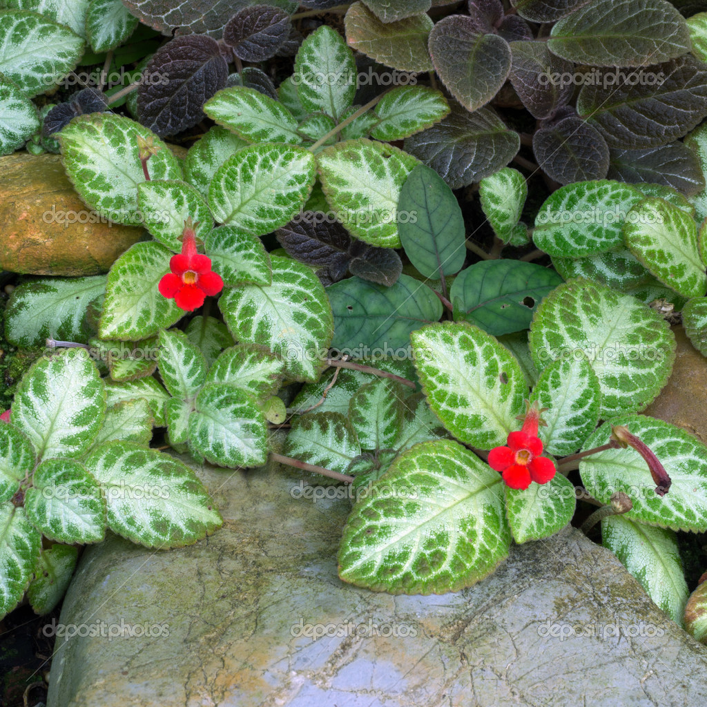 Episcia flor — Foto de stock © nirutdps #39824709