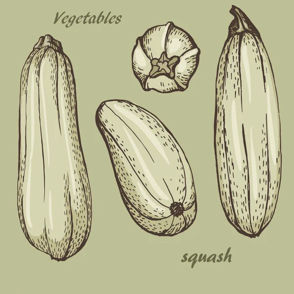 13,217,441 Summer squash types Vector Images | Depositphotos