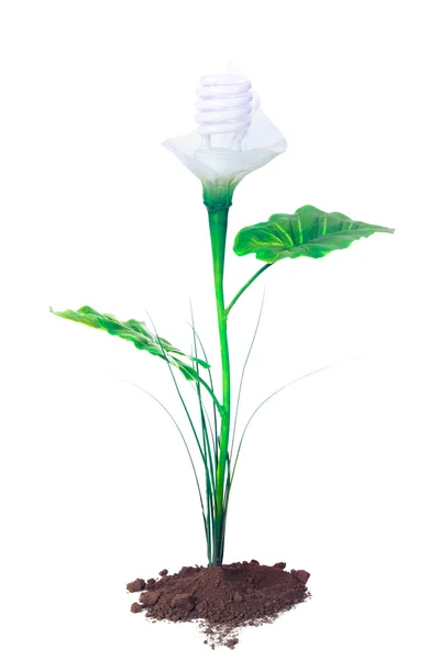 Earth friendly light bulb plants Stock Photo by ©fergregory 45904817
