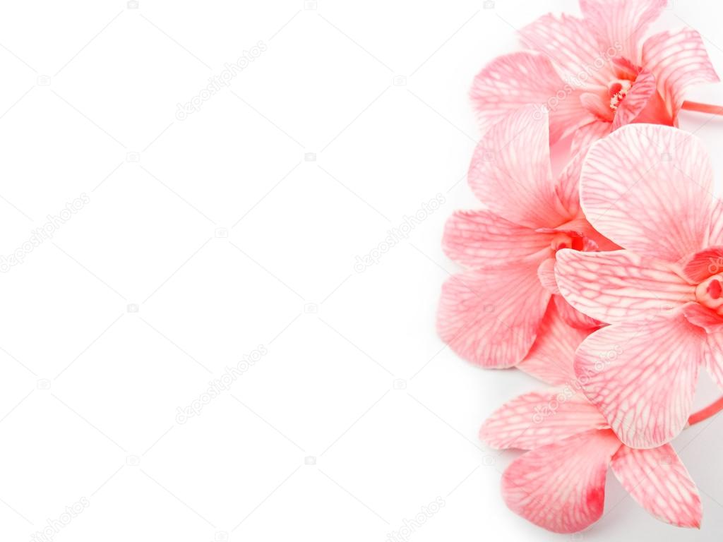 Pink orchids on white background Stock Photo by ©3dconceptsman 12628512