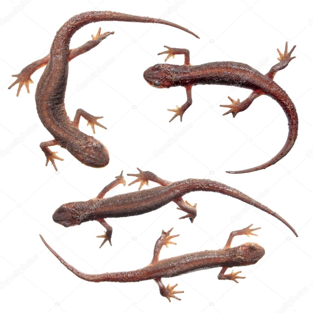 Common newts isolated on white — Stock Photo © kazakovmaksim #32527965