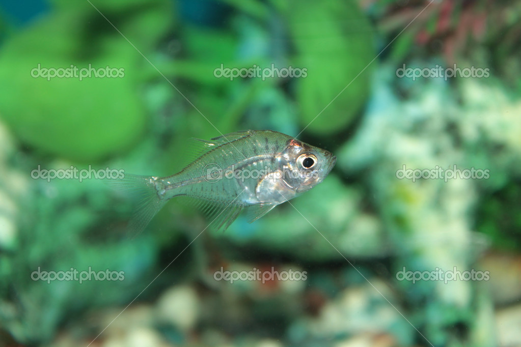 Indian Glass Perch (Chanda ranga) aquarium fish — Stock Photo #39336227