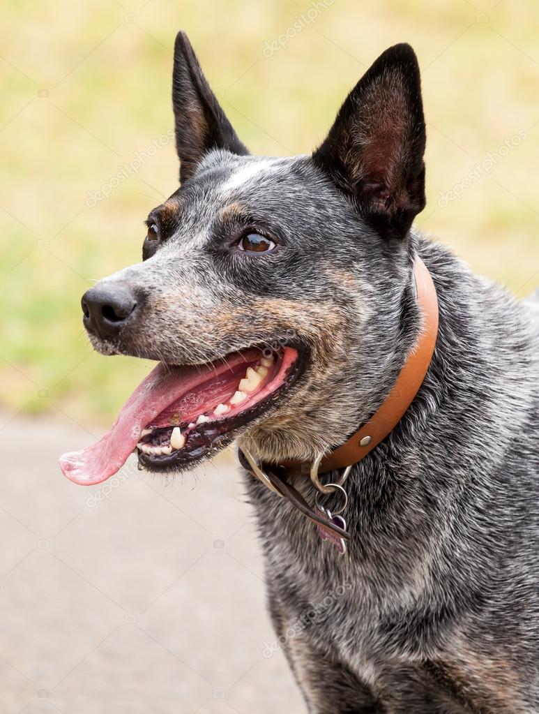 Head of Blue Cattle Dog — Stock Photo © sjallenphoto #40368167