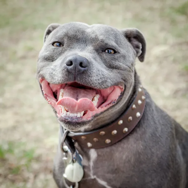 Blue staffy Pictures, Blue staffy Stock Photos & Images | Depositphotos®