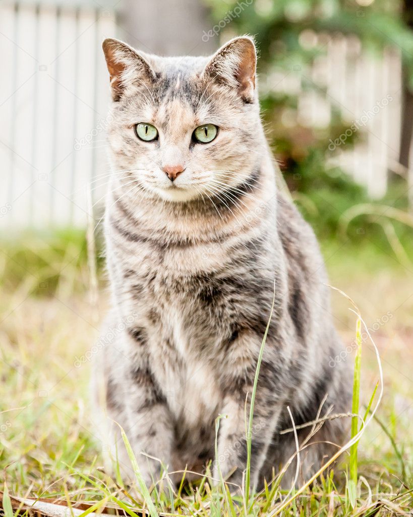 Toned Image of Tortoiseshell Tabby Cat Sitting Up in Yard Stock Photo ...
