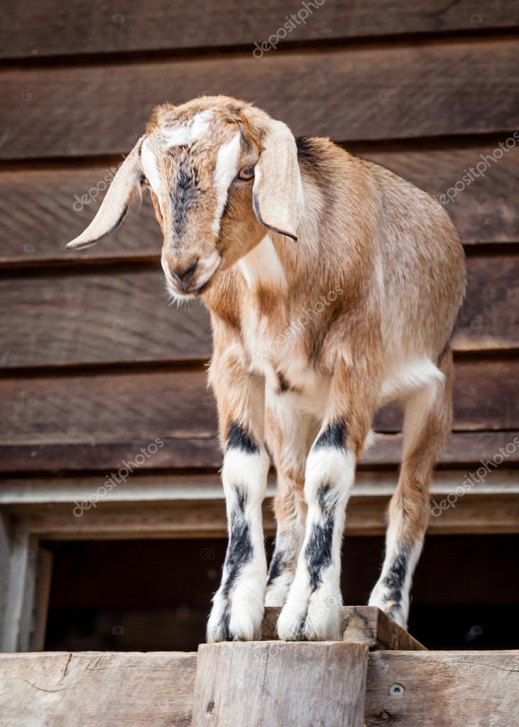 Domestic Farmyard Goat looking Comic Perched on a Fencepost Stock Photo ...
