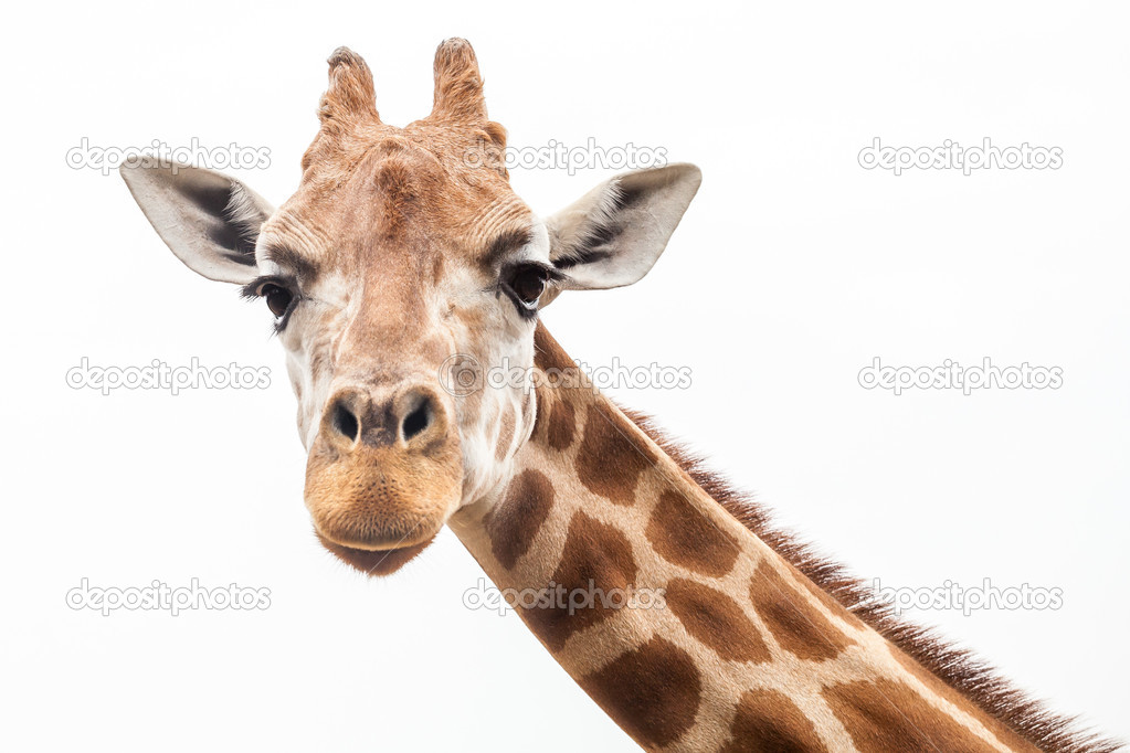 Giraffe Head Looking at Camera Against White Sky — Stock Photo ...