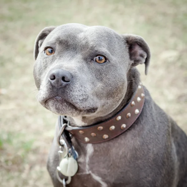 Head of Staffordshire Bull Terrier Looking Sad or Worried - Stock Image ...