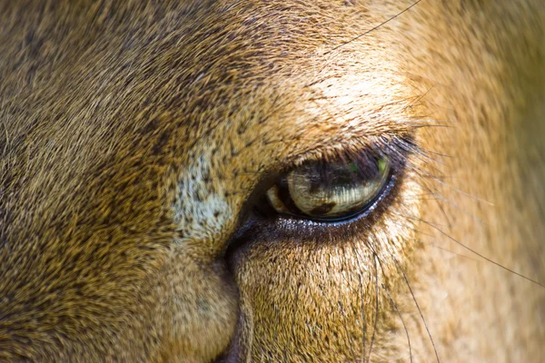 Lion reflection Stock Photos, Royalty Free Lion reflection Images ...