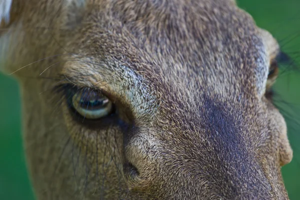 Yeux de cerf Stock Photos, Royalty Free Yeux de cerf Images | Depositphotos