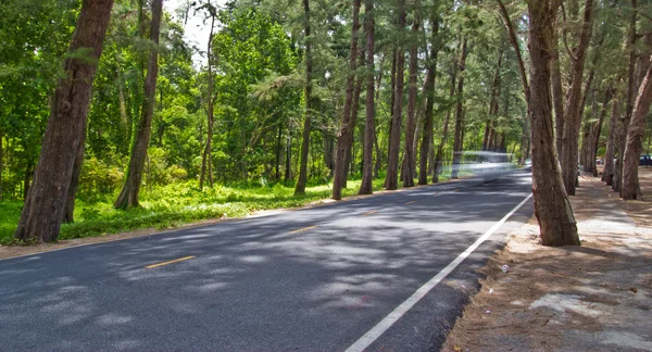 Estrada marginal de pinheiros Stock Photos, Royalty Free Estrada ...