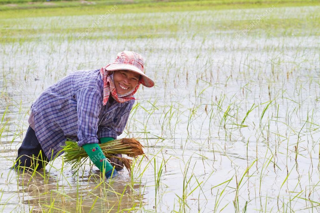 Rice farmers are withdrawing the seedlings to transplanting,Thai ...