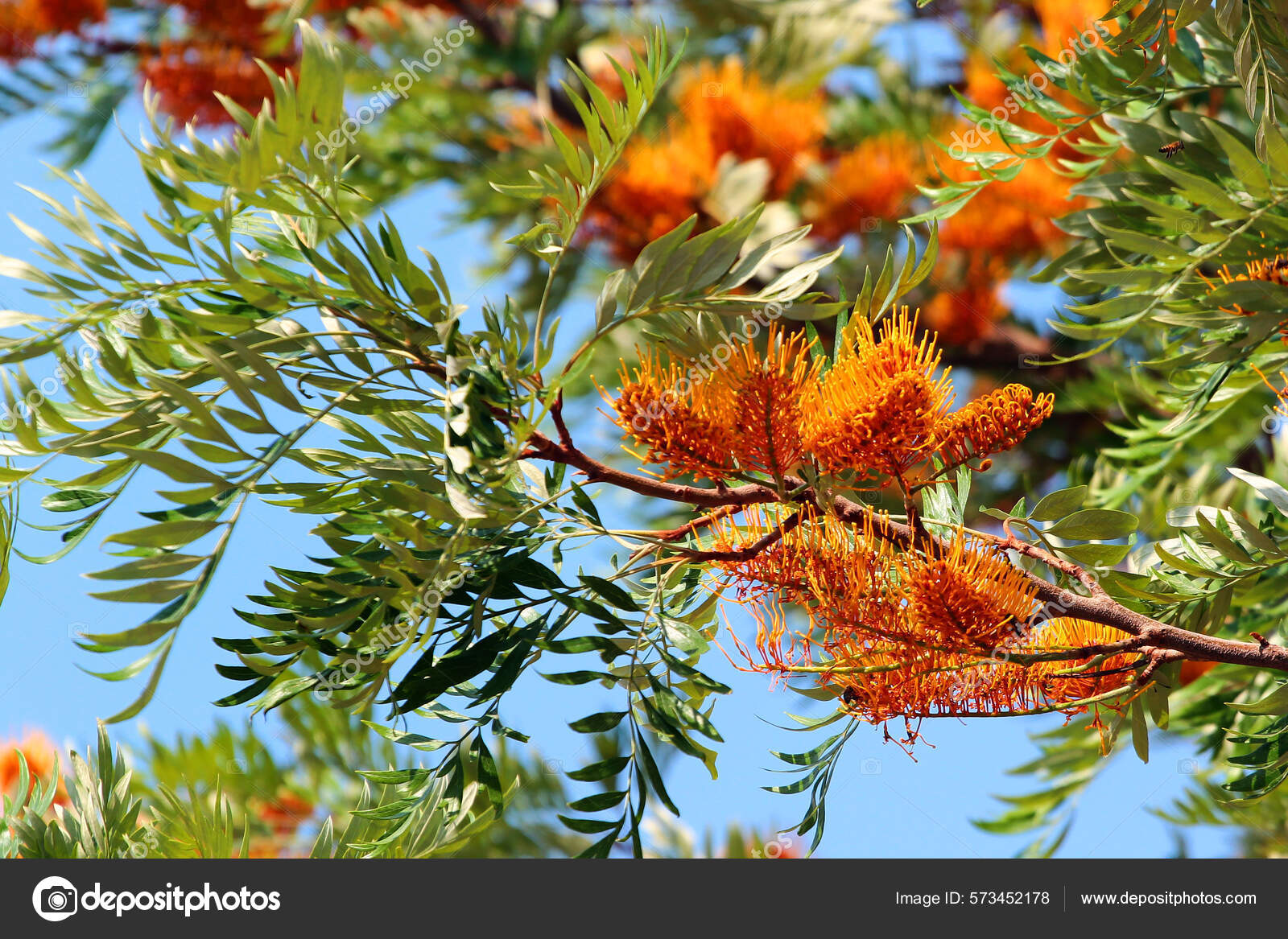 Grevillea Robusta Silky Oak Tree Blossom Springtime Stock Photo by ...
