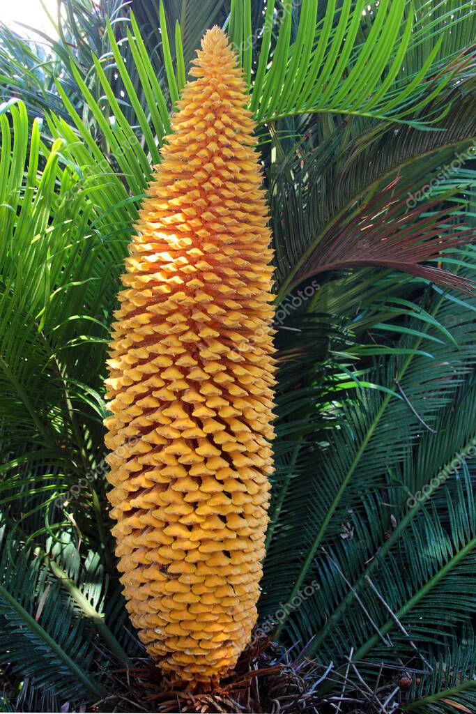 Hojas verdes y cono macho de Cycas revoluta, una especie de gimnospermo de la familia Cycadaceae ...