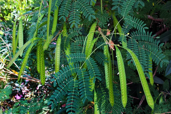 Leucaena Texas
