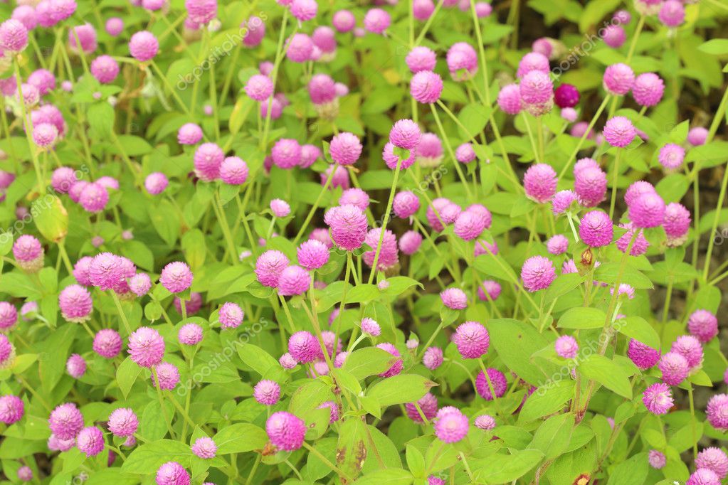 Globe amaranth or Gomphrena globosa flower Stock Photo by ©geargodz ...