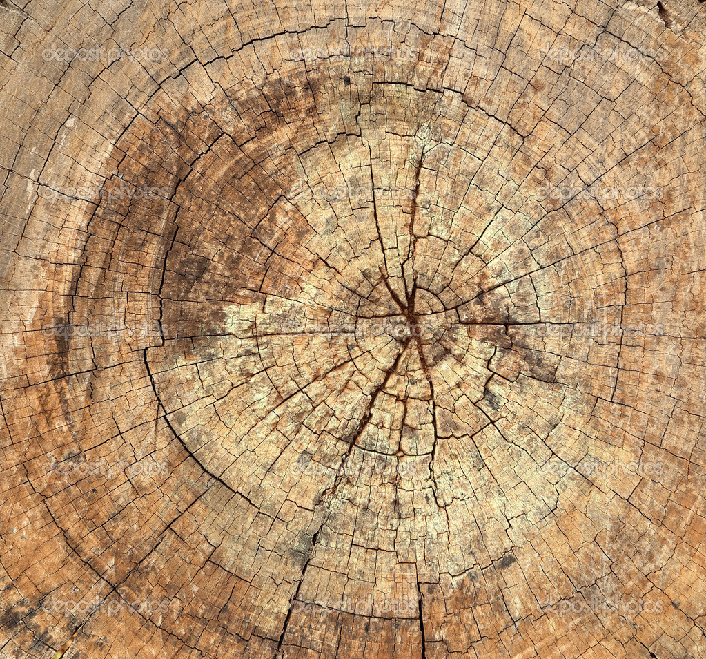 Old tree stump texture — Stock Photo © geargodz #31213455
