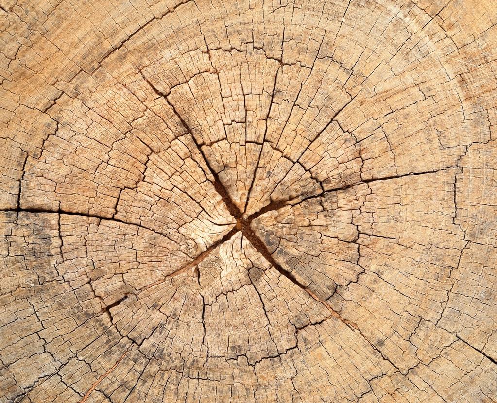 Old tree stump texture — Stock Photo © geargodz #34512719