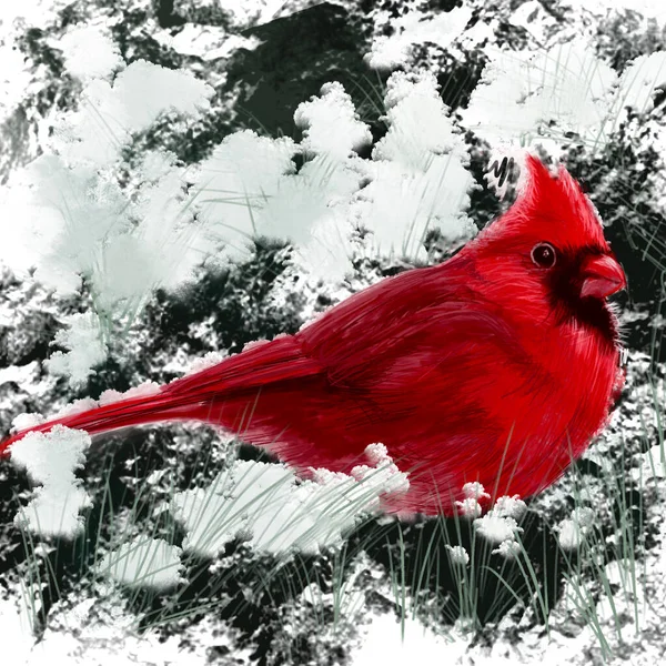 Cardinal bird Stock Photos, Royalty Free Cardinal bird Images ...