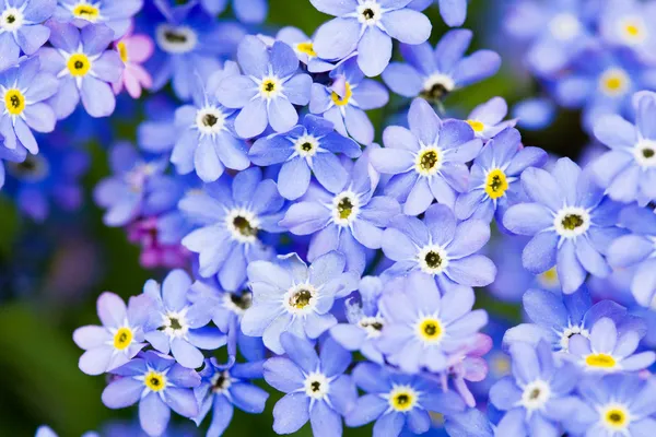 Spring flowers Stock Photos, Royalty Free Spring flowers Images ...