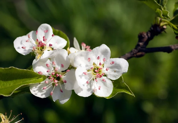 Fruit blossom - Stock Image - Everypixel