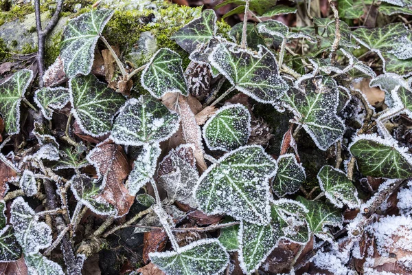 Brunnera jack frost Stock Photos, Royalty Free Brunnera jack frost ...