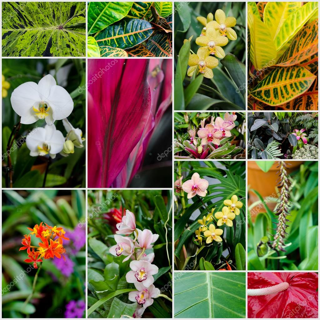 Collage of tropical flowers and plants — Stock Photo © kzlobastov #19909969