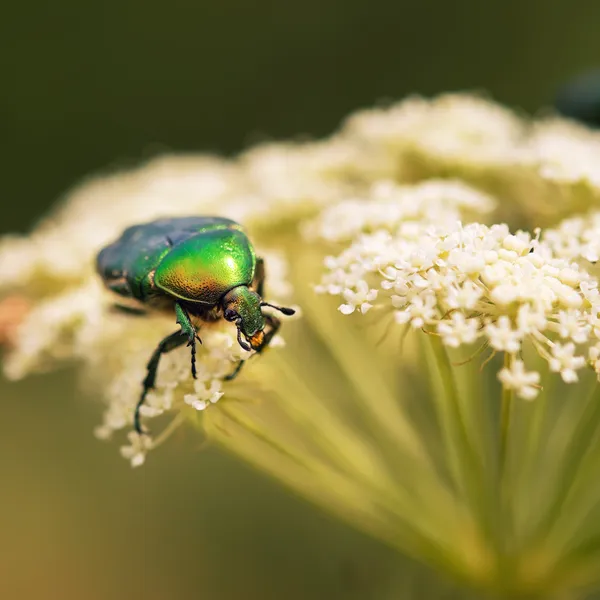 ᐈ June bug stock images, Royalty Free a june bug photos | download on ...